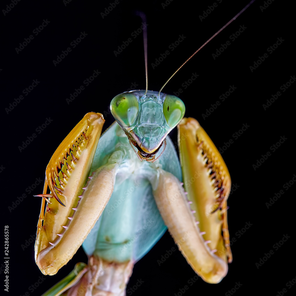 Giant Malaysian Shield Praying Mantis