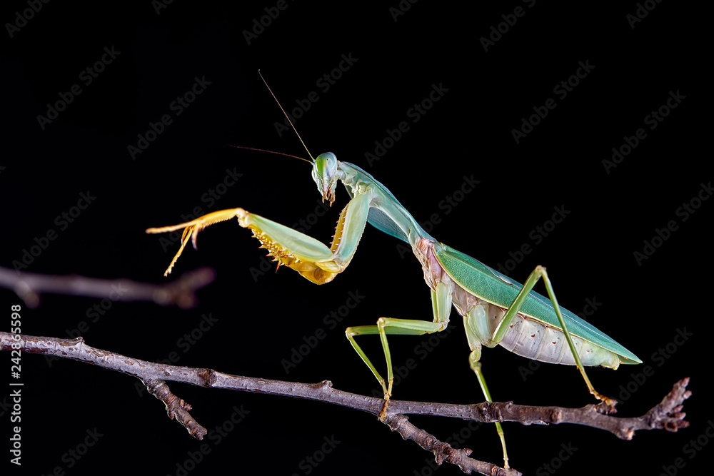 Giant Malaysian shield praying mantis Rhombodera Basalis resting on a ...