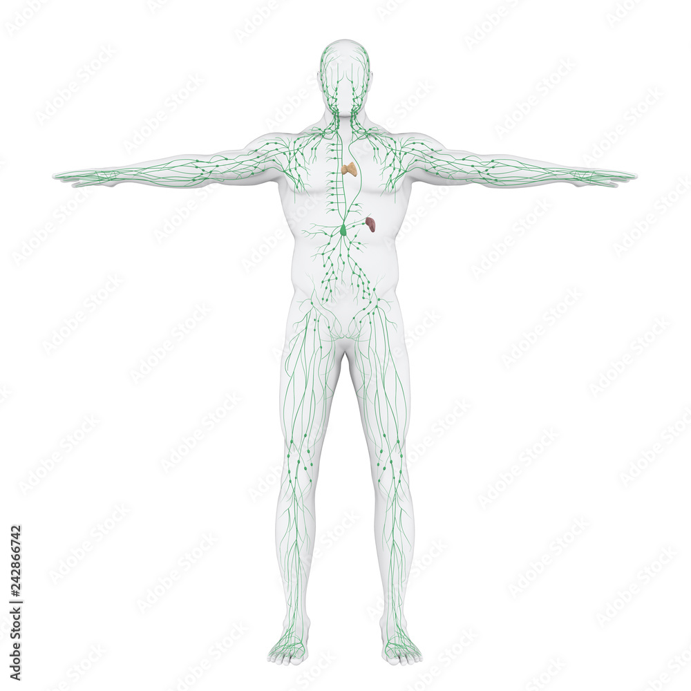 Human Lymphatic System Illustration Stock Illustration | Adobe Stock