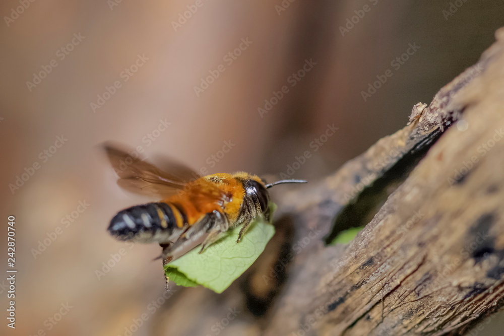 Leafcutter Bee (genus Megachile) carry green leaf with flying to the ...