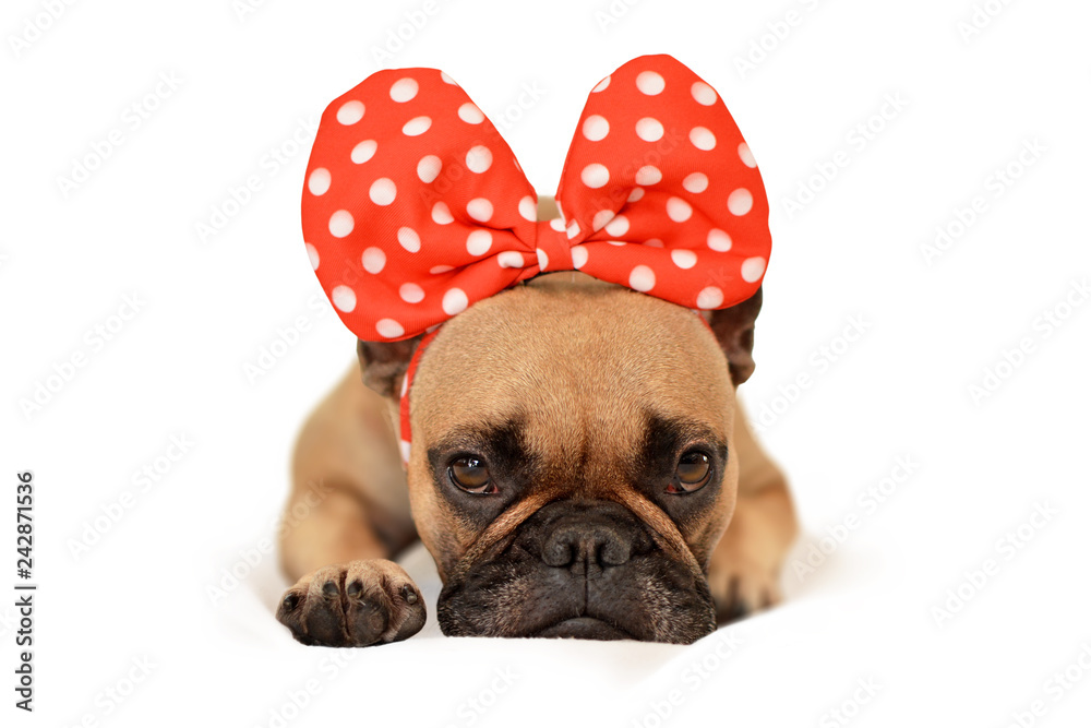 Grumpy French Bulldog