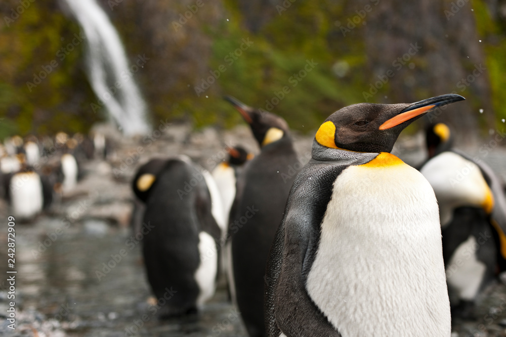 Emperor penguins standing at seaside Stock Photo | Adobe Stock