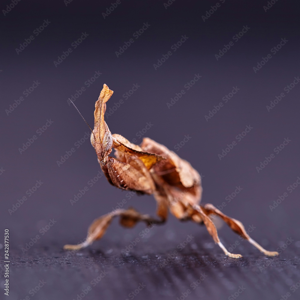 African Ghost Mantis