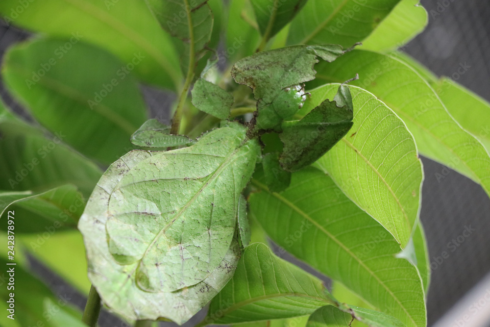 Leaf insect animal green color holding on nature leaves background ...