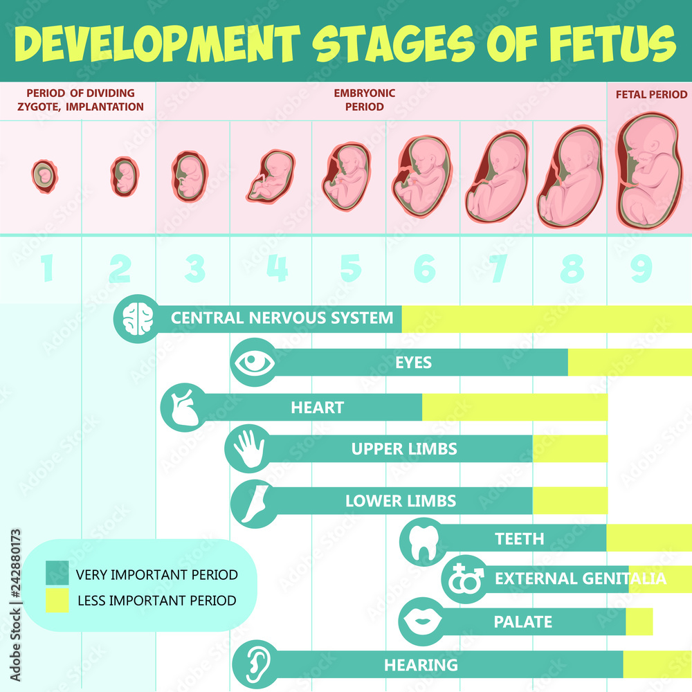 Development stages of fetus vector infographics. Female with fetus in ...