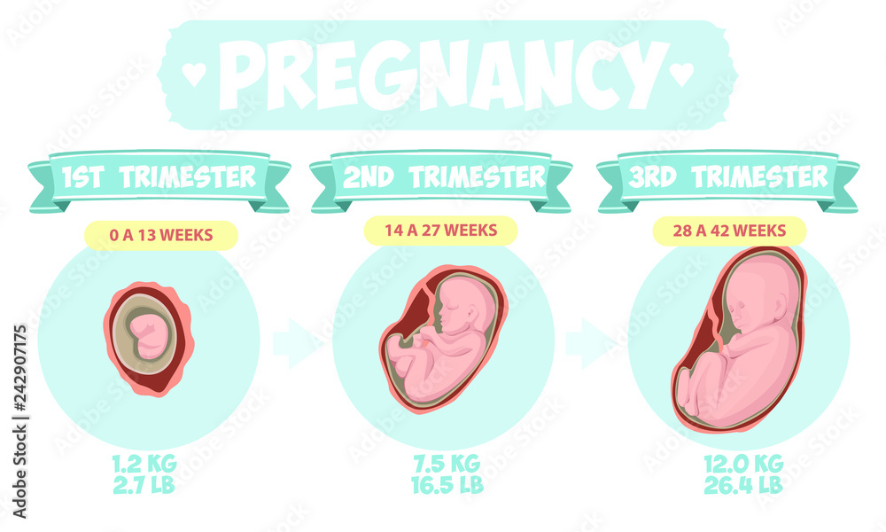 Pregnancy by trimester stages vector illustration. Female with fetus in ...