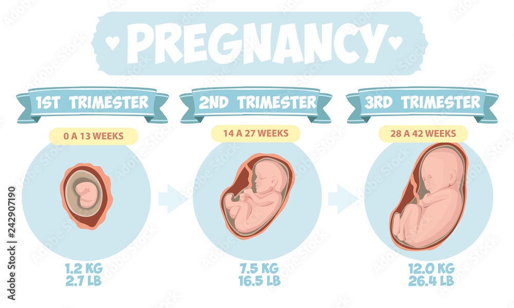 Pregnancy by trimester stages vector illustration. Female with fetus in ...