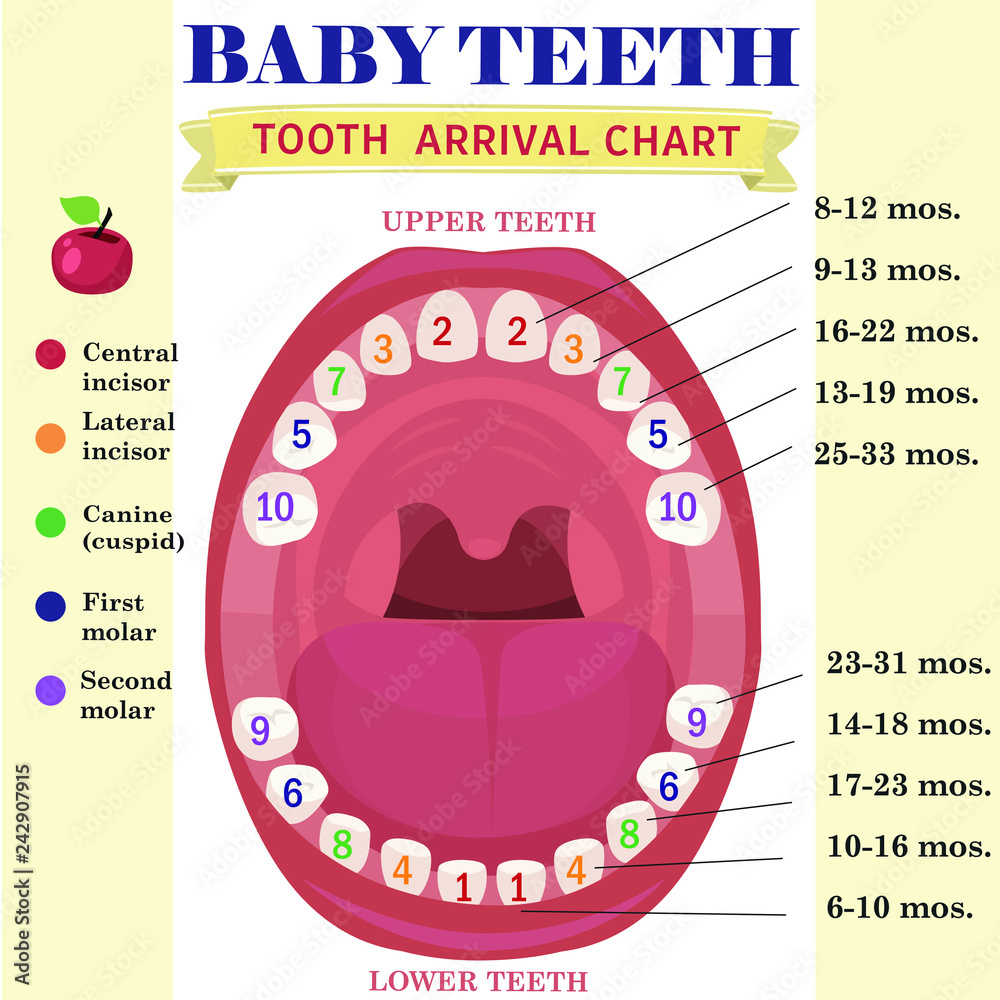 Tooth arrival chart infographic. Temporary teeth - names, groups ...