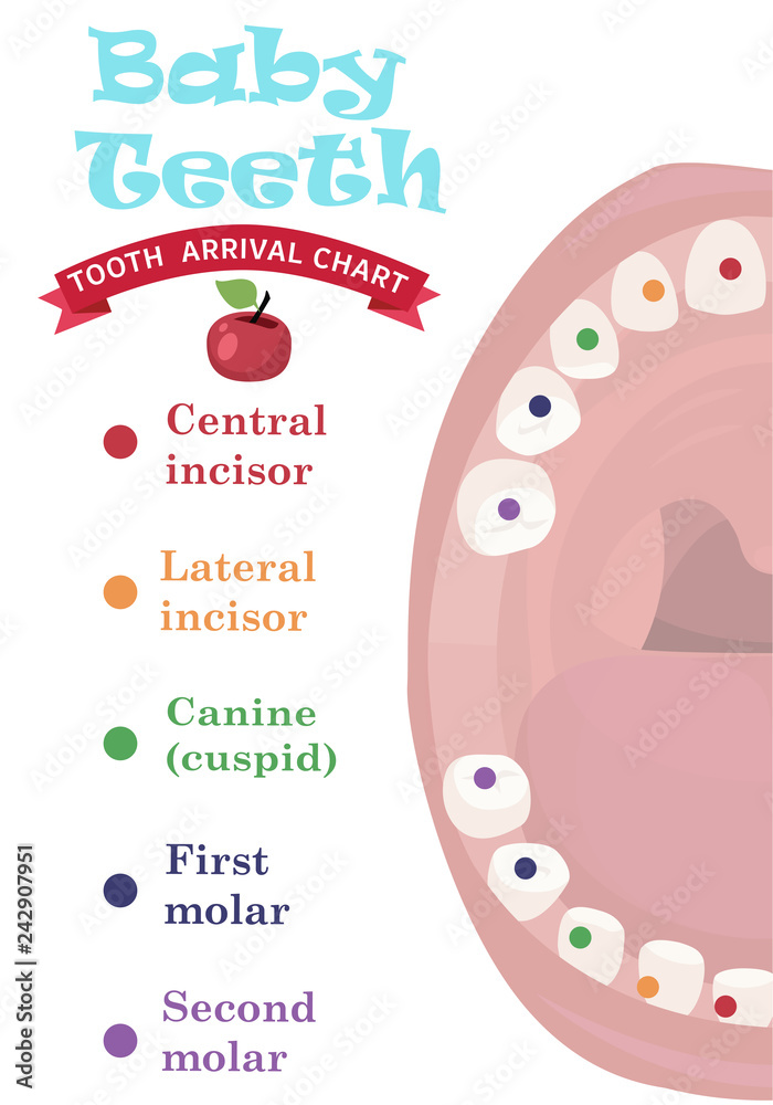 Tooth arrival chart infographic. Temporary teeth - names, groups ...