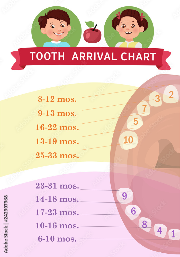 Tooth arrival chart infographic. Temporary teeth Stock Illustration ...