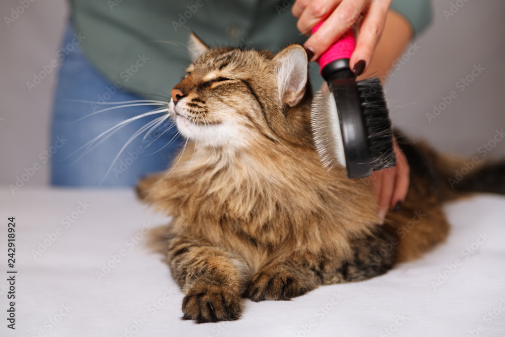 Tabby cat lying and enjoying being cleaned and combed. Combing the ...