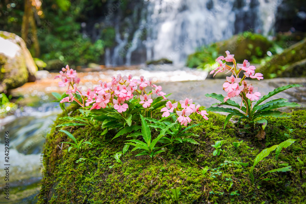 Pink flower growing on the rock with green mos fern and waterfall ...