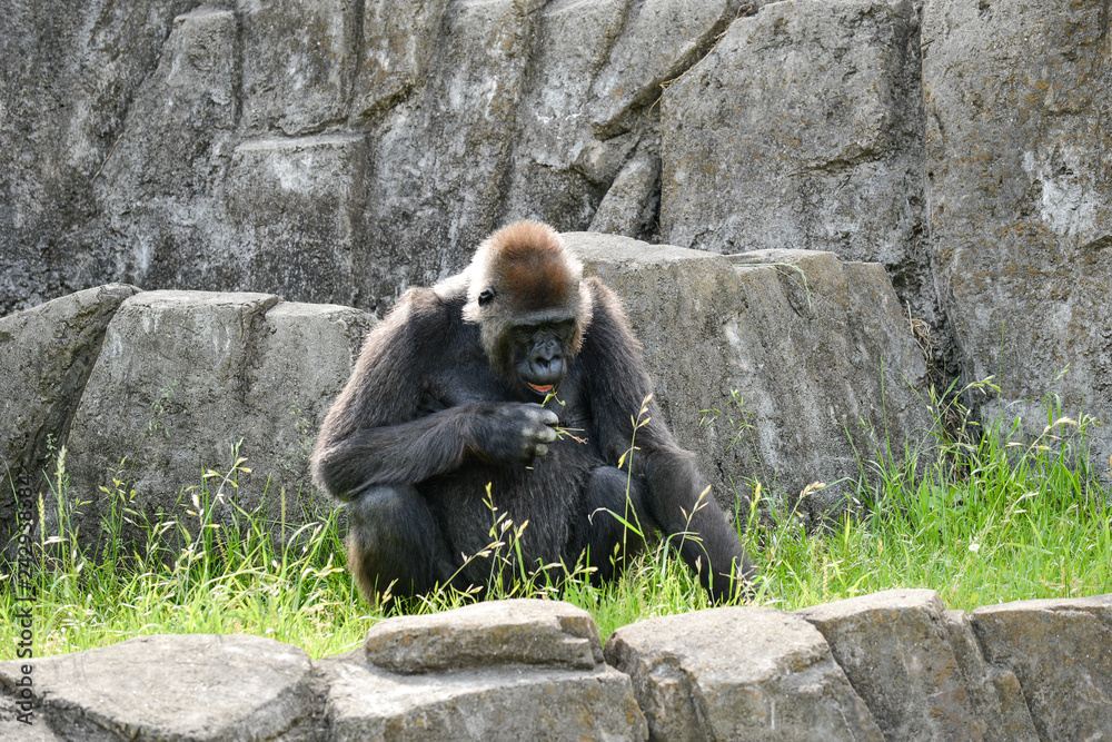 食べるゴリラ Stock 写真 | Adobe Stock