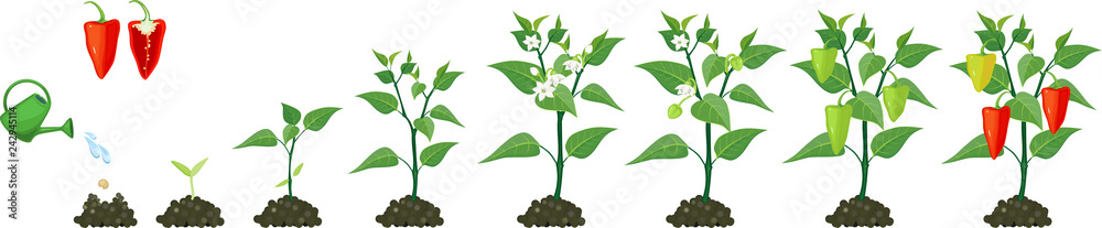 Life cycle of pepper plant. Stages of pepper growth from seed and ...