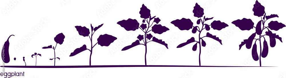 Life cycle of eggplant. Growth stages from seeding to flowering and ...