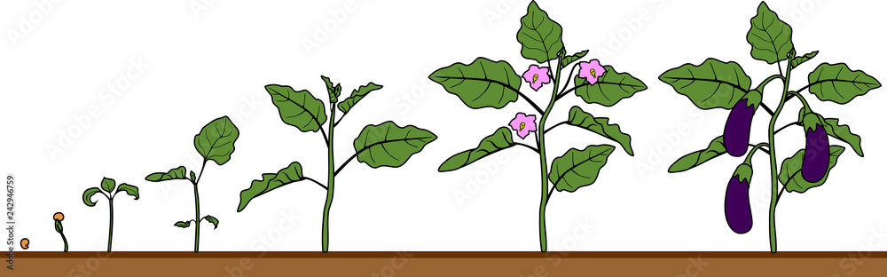 Life cycle of eggplant. Growth stages from seeding to flowering and ...