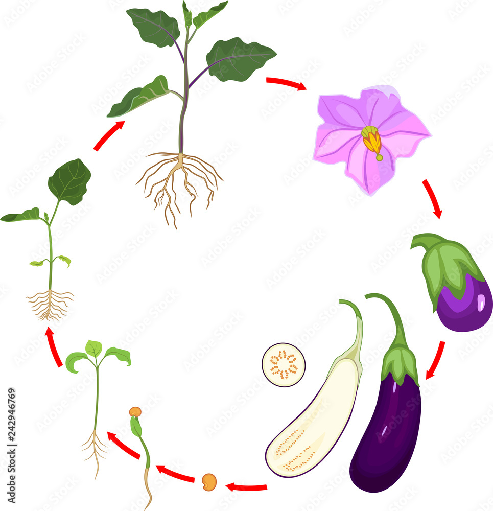 Life cycle of eggplant with root system. Growth stages from seeding to ...