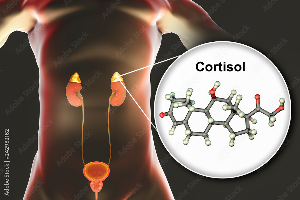 Molecule of cortisol hormone and adrenal gland, 3D illustration ...