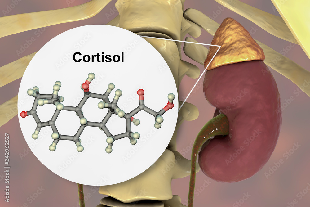 Ilustração do Stock: Molecule of cortisol hormone and adrenal gland, 3D ...