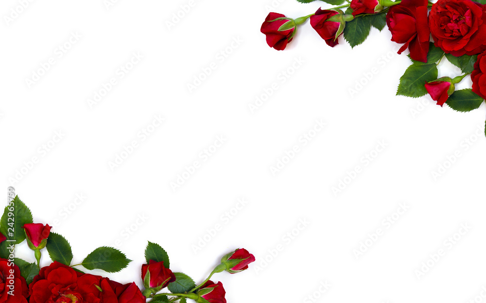 Beautiful frame of red roses and buds on white background with space ...