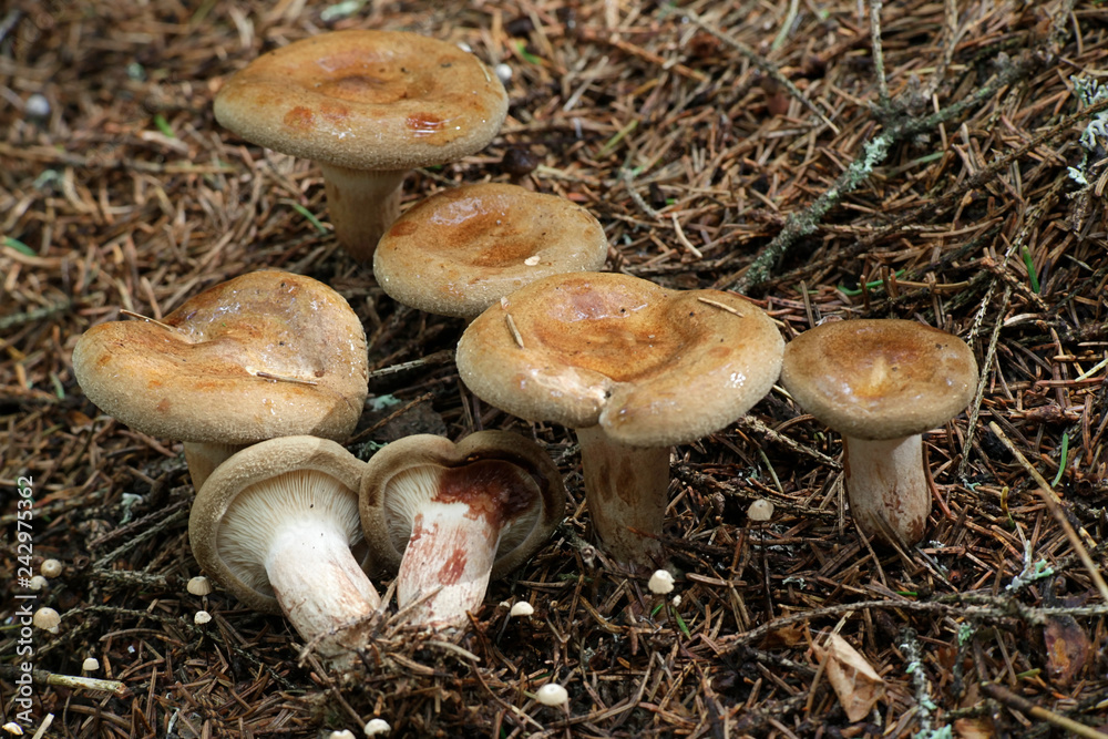 Paxillus involutus, commonly known as the brown roll-rim, common roll ...