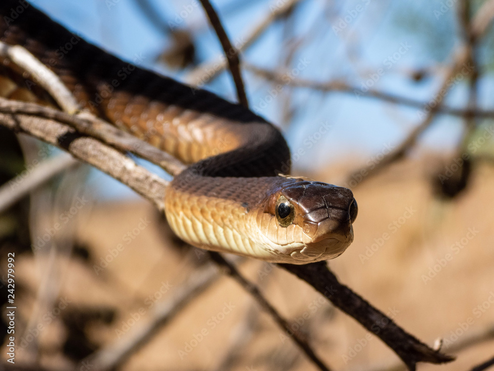 Boomslang (Dispholidus typus) - a venomous snake (reptile). Stock Photo ...