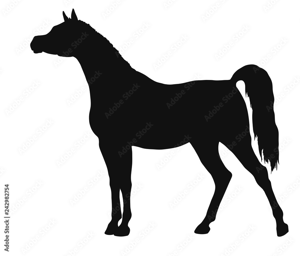 Arabian Horse Silhouette