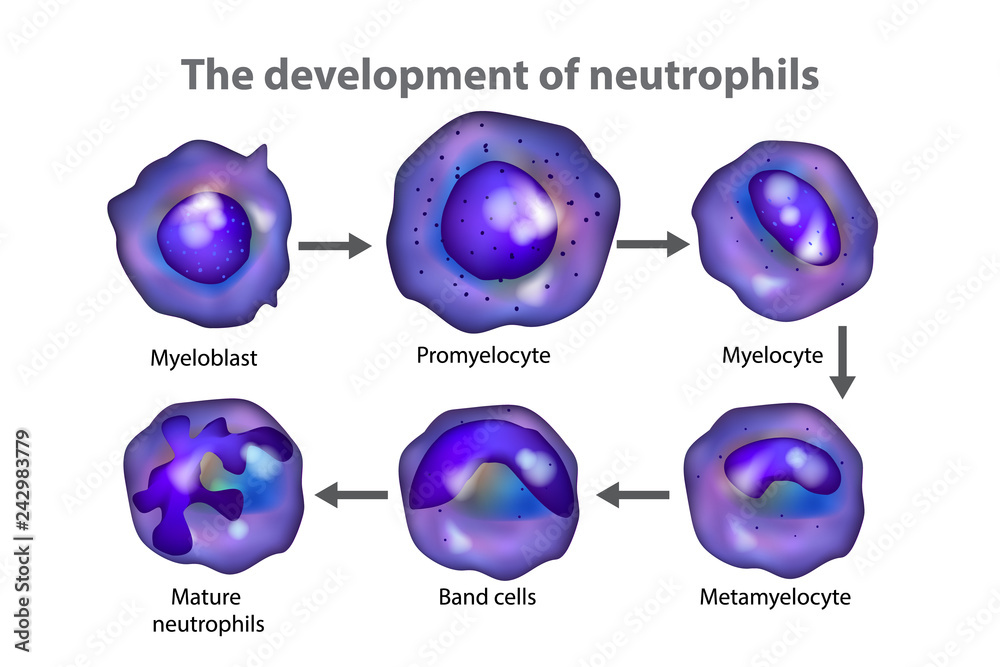 Neutrophils Neutrophils