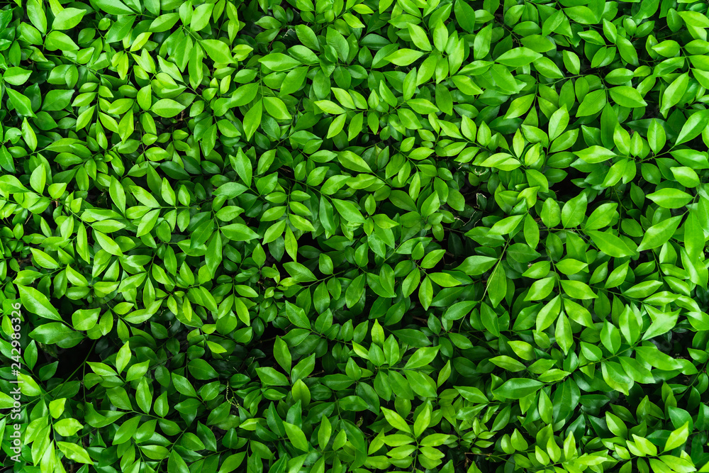 Top view of natural green leaf for nature background Stock Photo ...