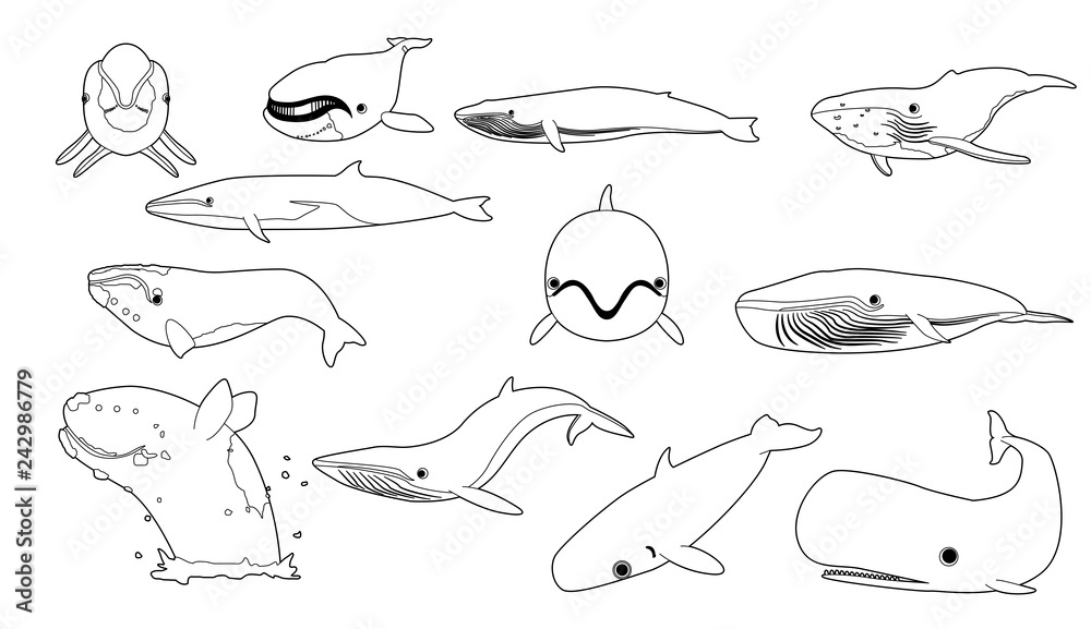 Cute Whale Black and White Cartoon Vector Illustration Stock Vector ...