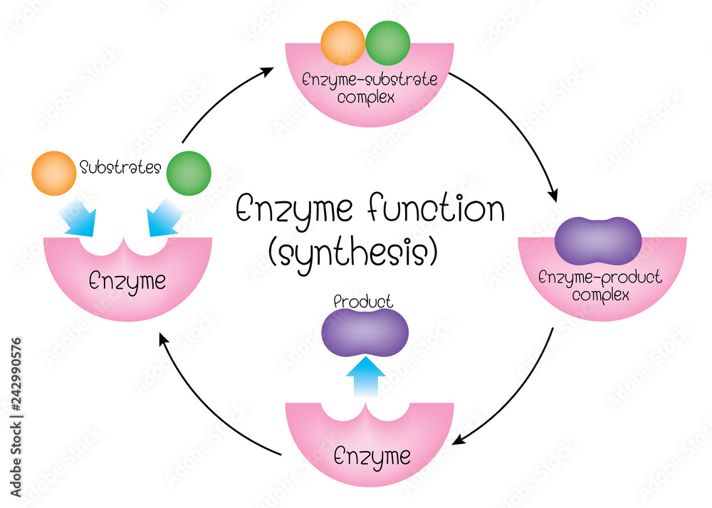 Enzymes Diagram