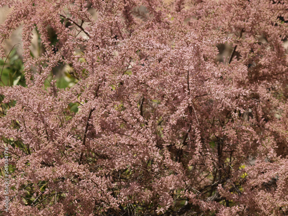 Tamarix gallica. Tamaris commun ou tamarix de France aux branches ...