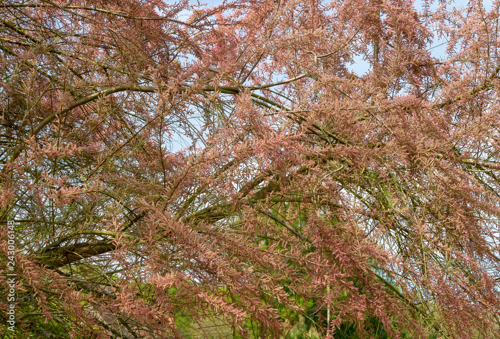 Tamarix gallica. Tamaris commun ou tamarix de France aux branches ...