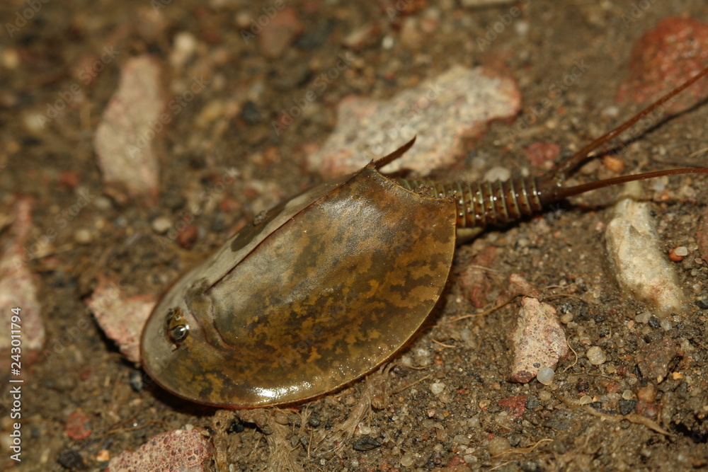 Horseshoe Shrimp