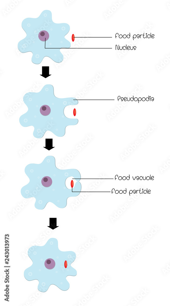 Nutrition In Amoeba Diagram