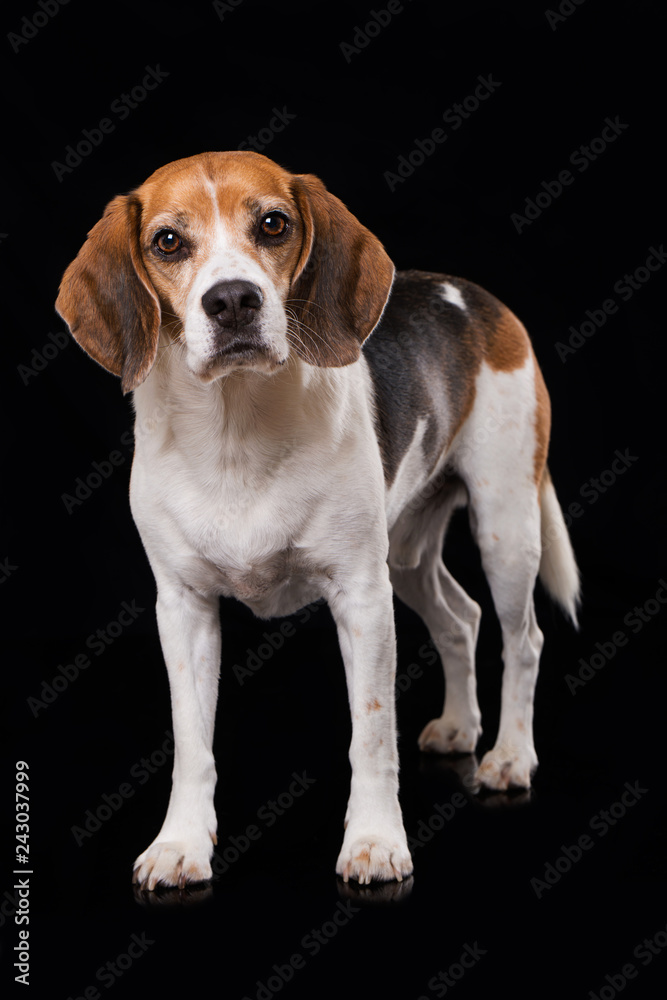 Black Beagle