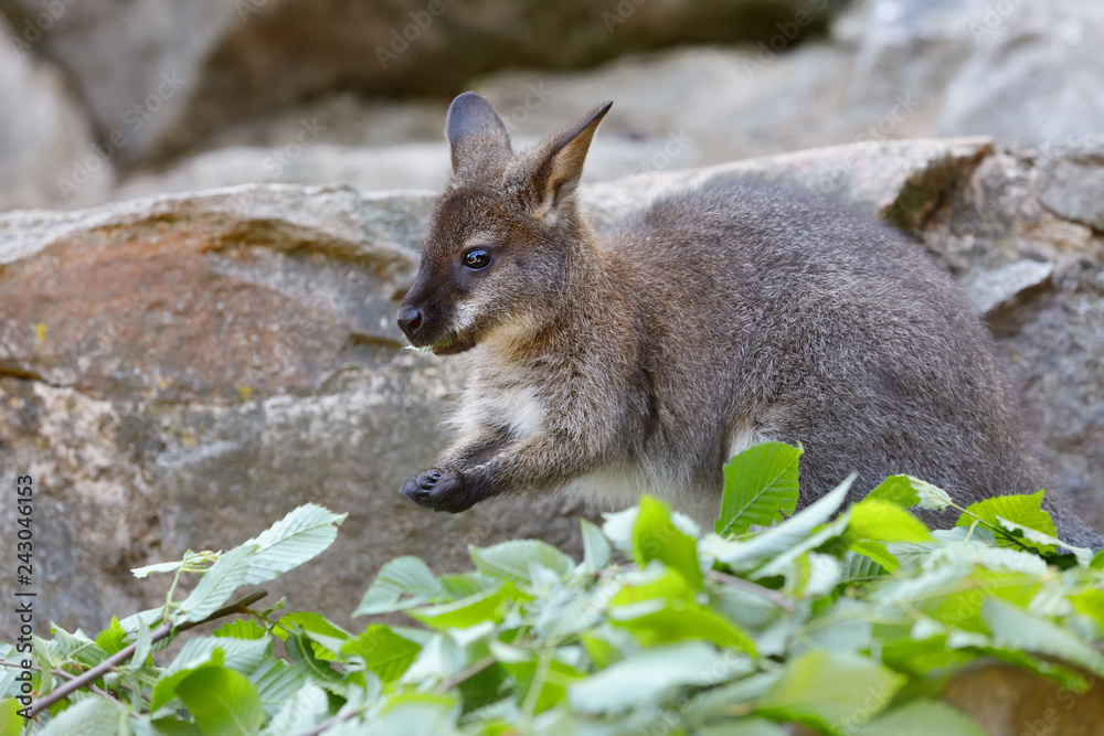 Cute Baby Wallaby