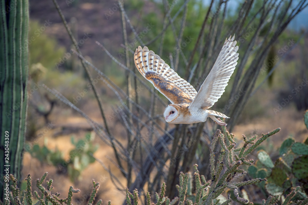 Flying Desert Owl