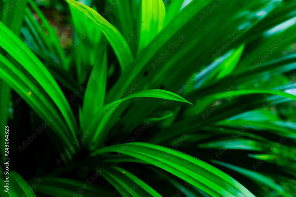 Pandan Tree , Pandan Leaf Stock Photo | Adobe Stock
