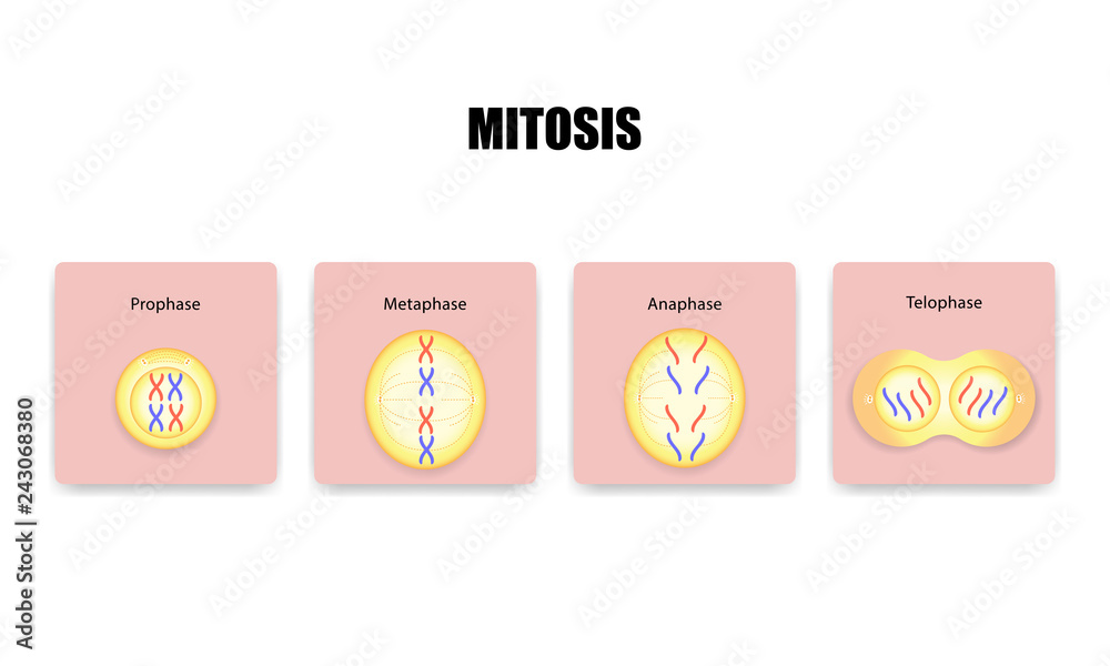 Interphase Of Mitosis