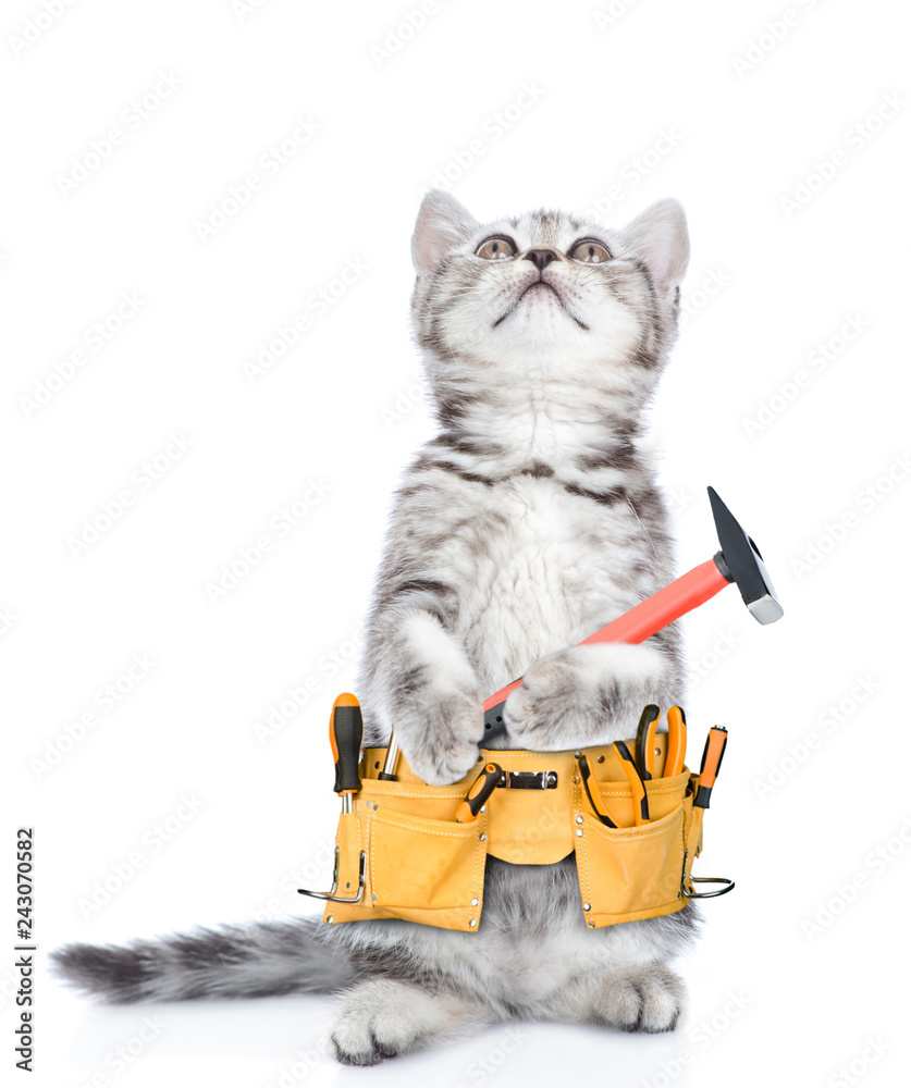 Funny cat worker with toolbelt and hammer looking up. Isolated on white ...