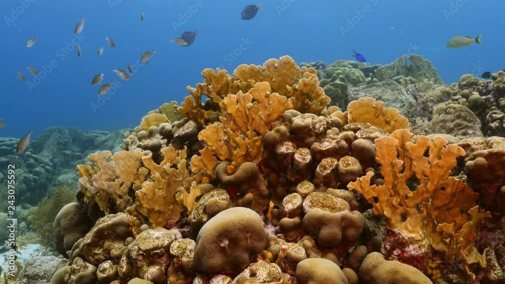 Seascape of coral reef in the Caribbean Sea around Curacao at dive site ...