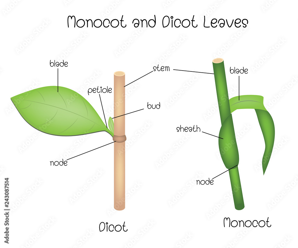 Monocot And Dicot Leaves Stock Vector Adobe Stock