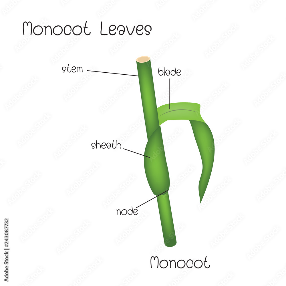 Monocot Leaves Stock Vector | Adobe Stock