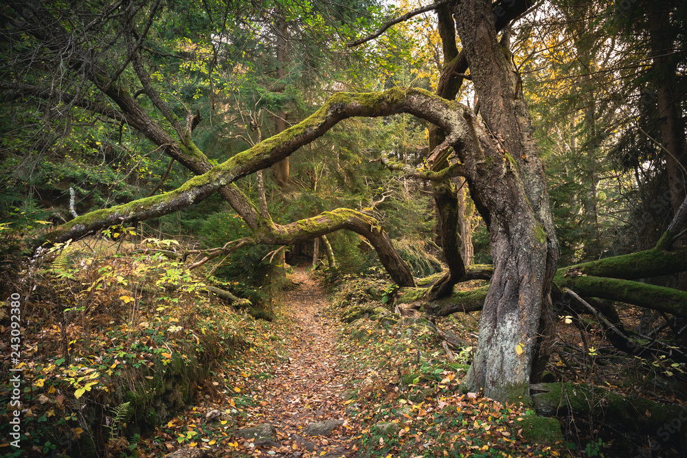 Spooky strange shaped trees in a forest in a misty day Stock Photo ...