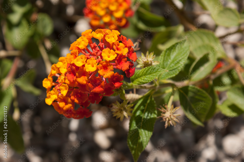 Lantana camera, also known as big-sage (Malaysia), wild-sage, red-sage ...