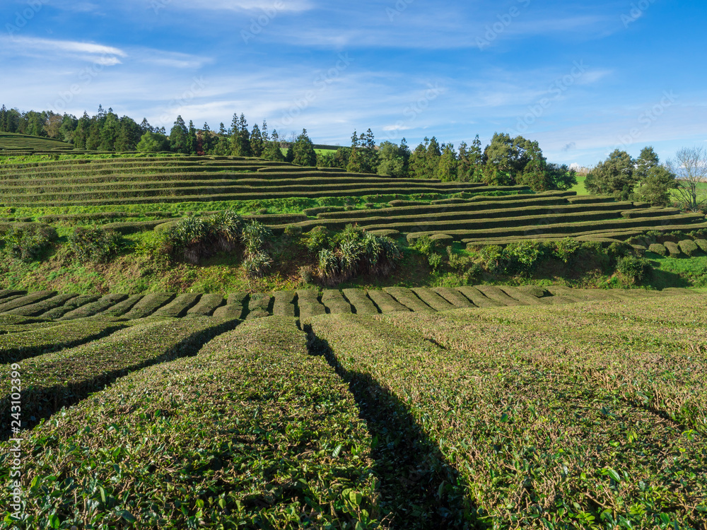 View on tea plantation rows at tea factory Cha Gorreana with green ...