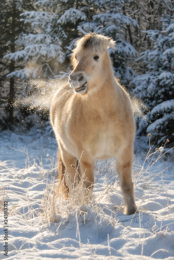 Fjord Horse In Snow