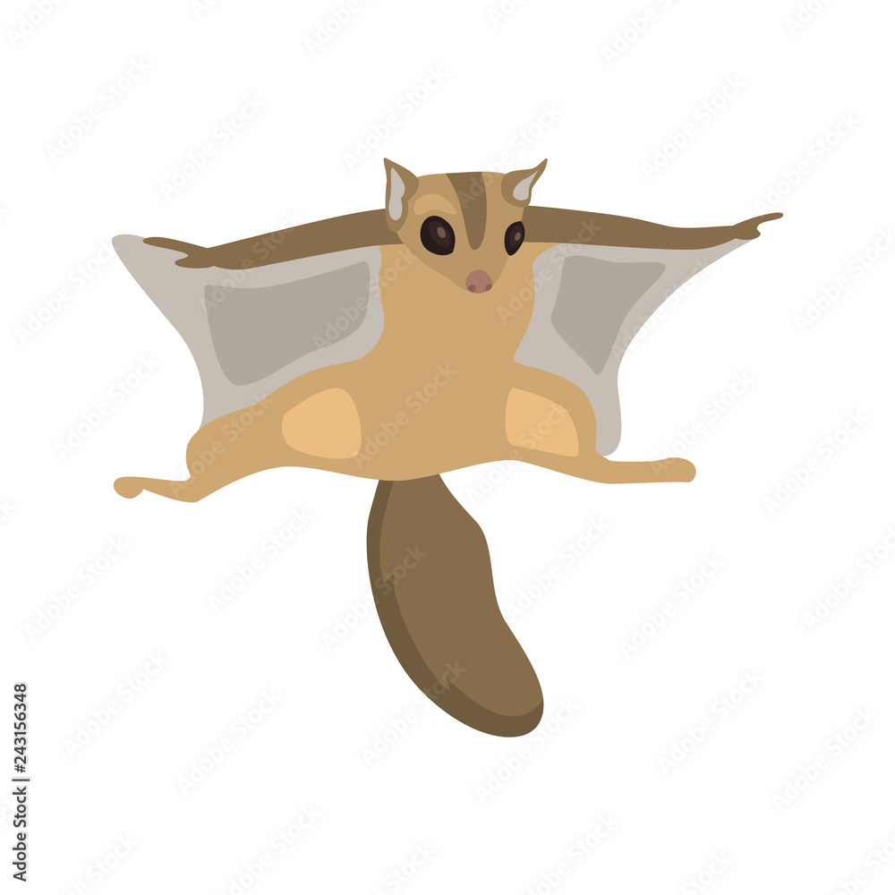 Flying Squirrel Vector