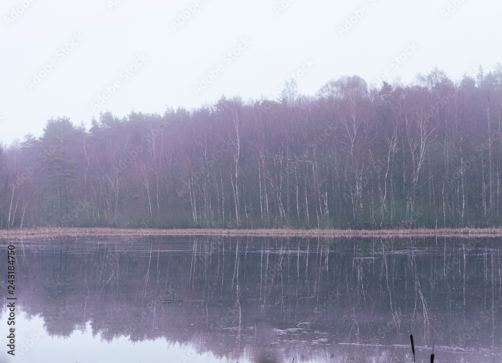 Tarn and birch trees in Partille, Sweden. Tjärn och björkar som bildar ...